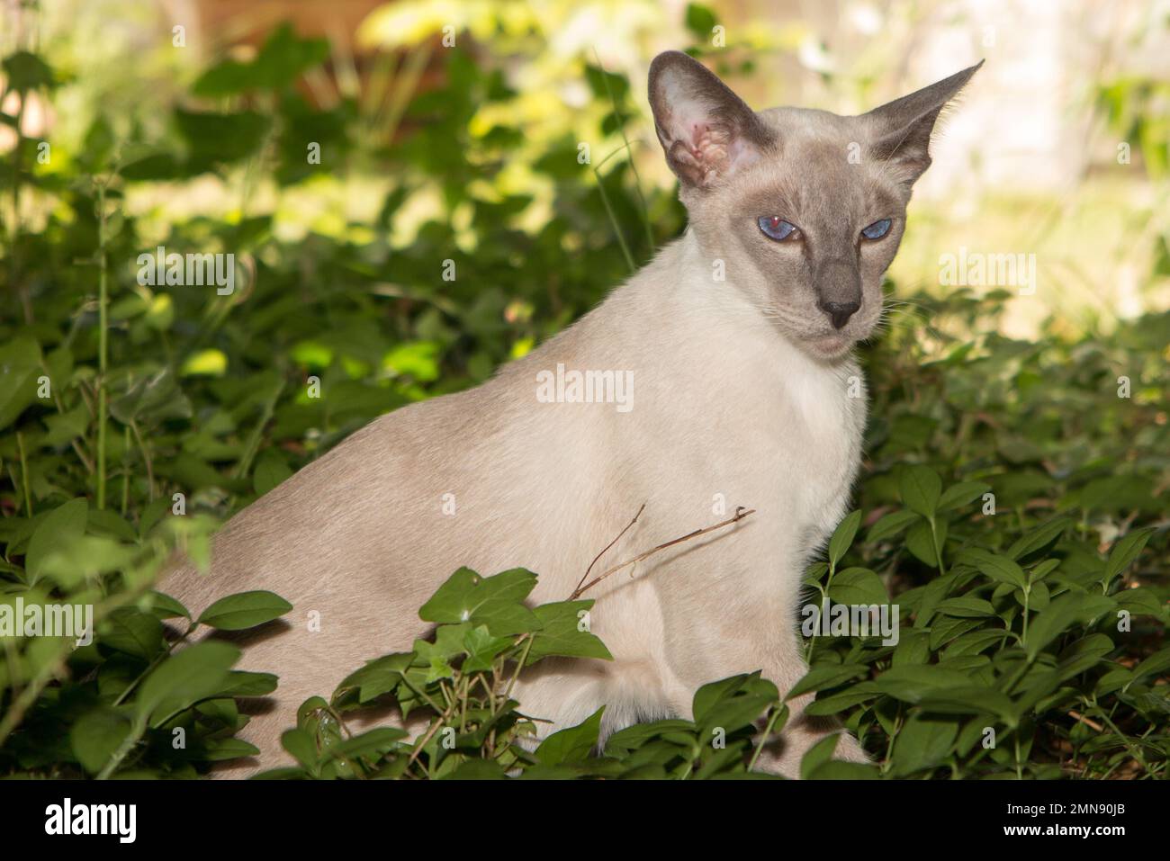 Oriental Blue Point Siamese