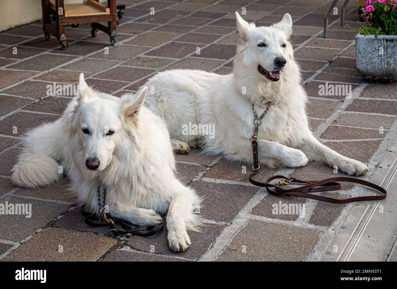 Pair of Swiss Shepherd Dogs posing in a street Stock Photo - Alamy