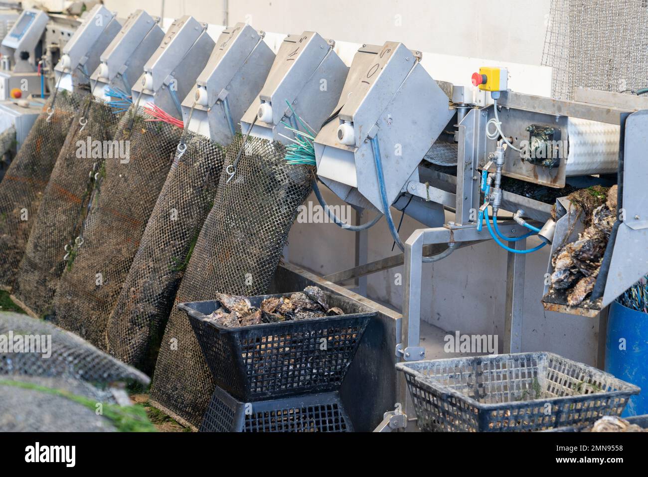 in farm oyster sorting machine by size ready to delivery and sall Stock ...
