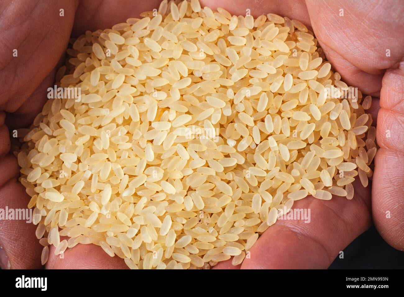 Brown rice, typical risotto rice, in the old hands of a cook woman ...