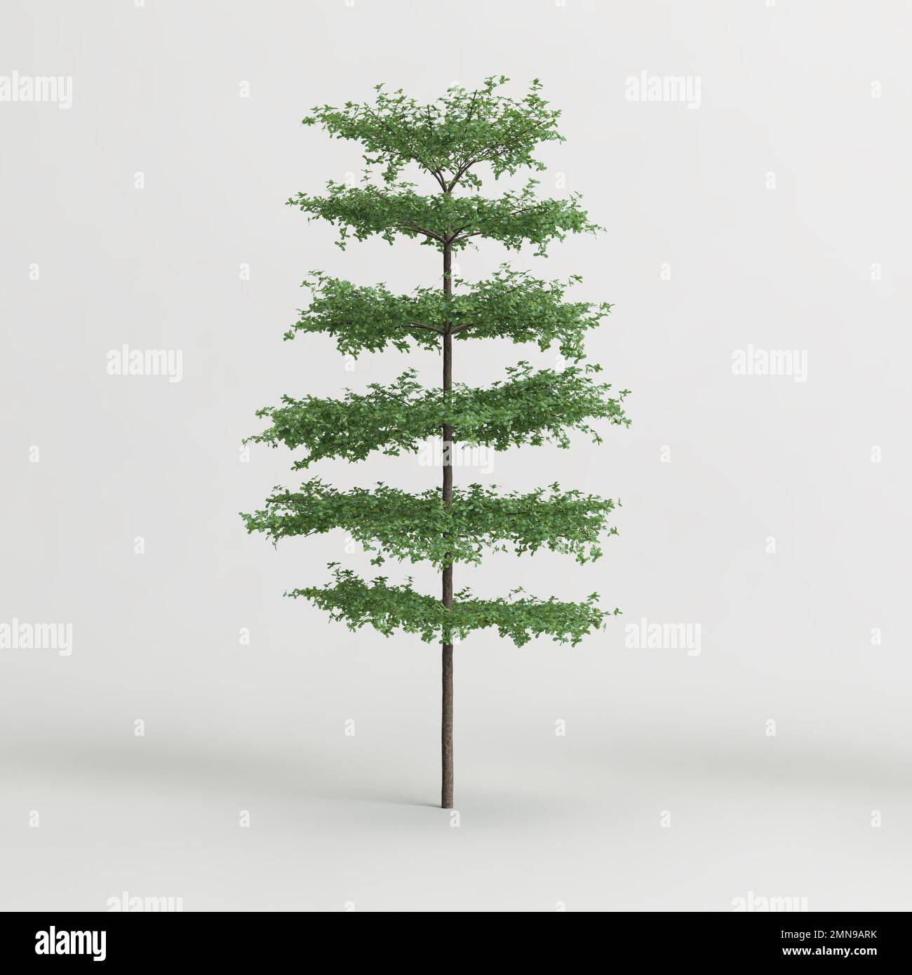3d illustration of terminalia mantaly tree isolated on white background ...
