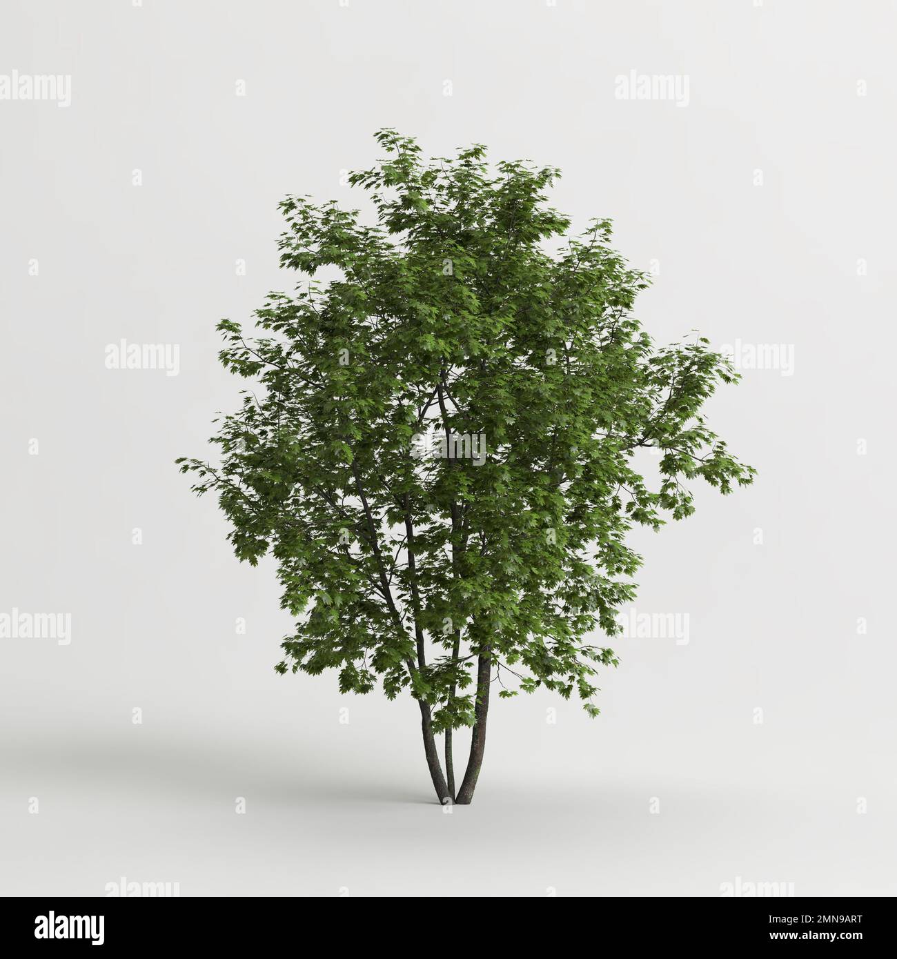 3d illustration of maple tree isolated on white background Stock Photo ...