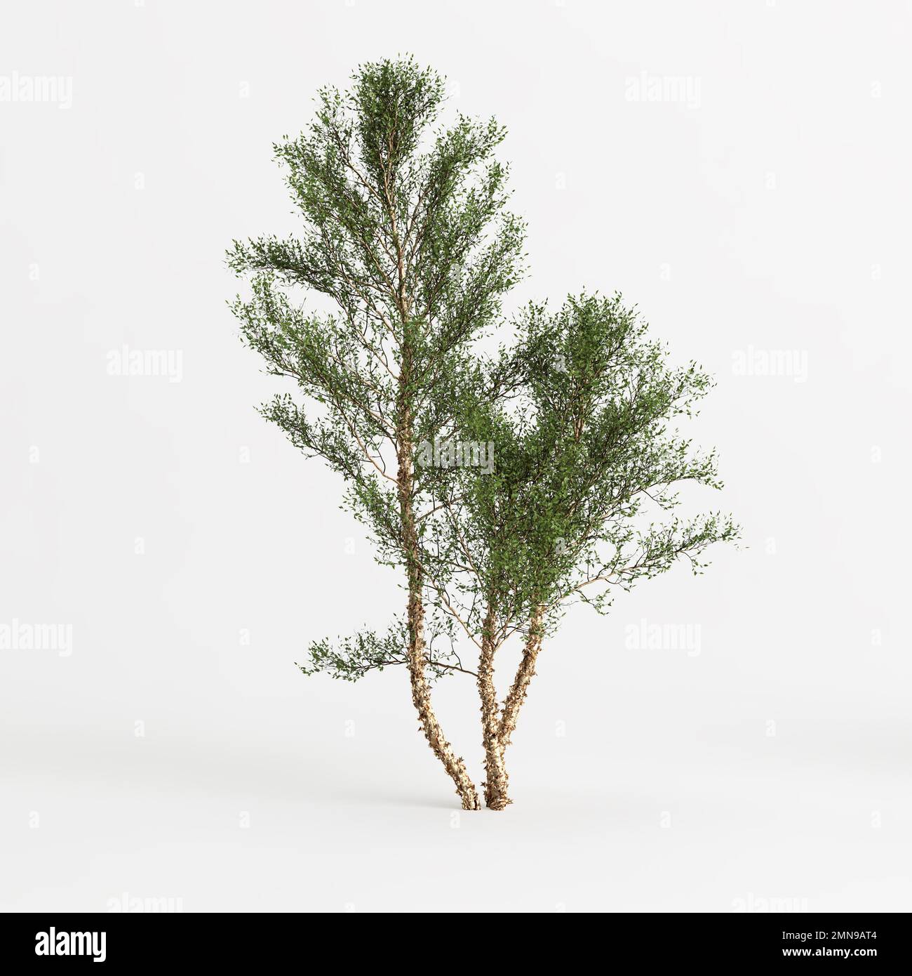 3d illustration of river birch tree isolated on white background Stock ...