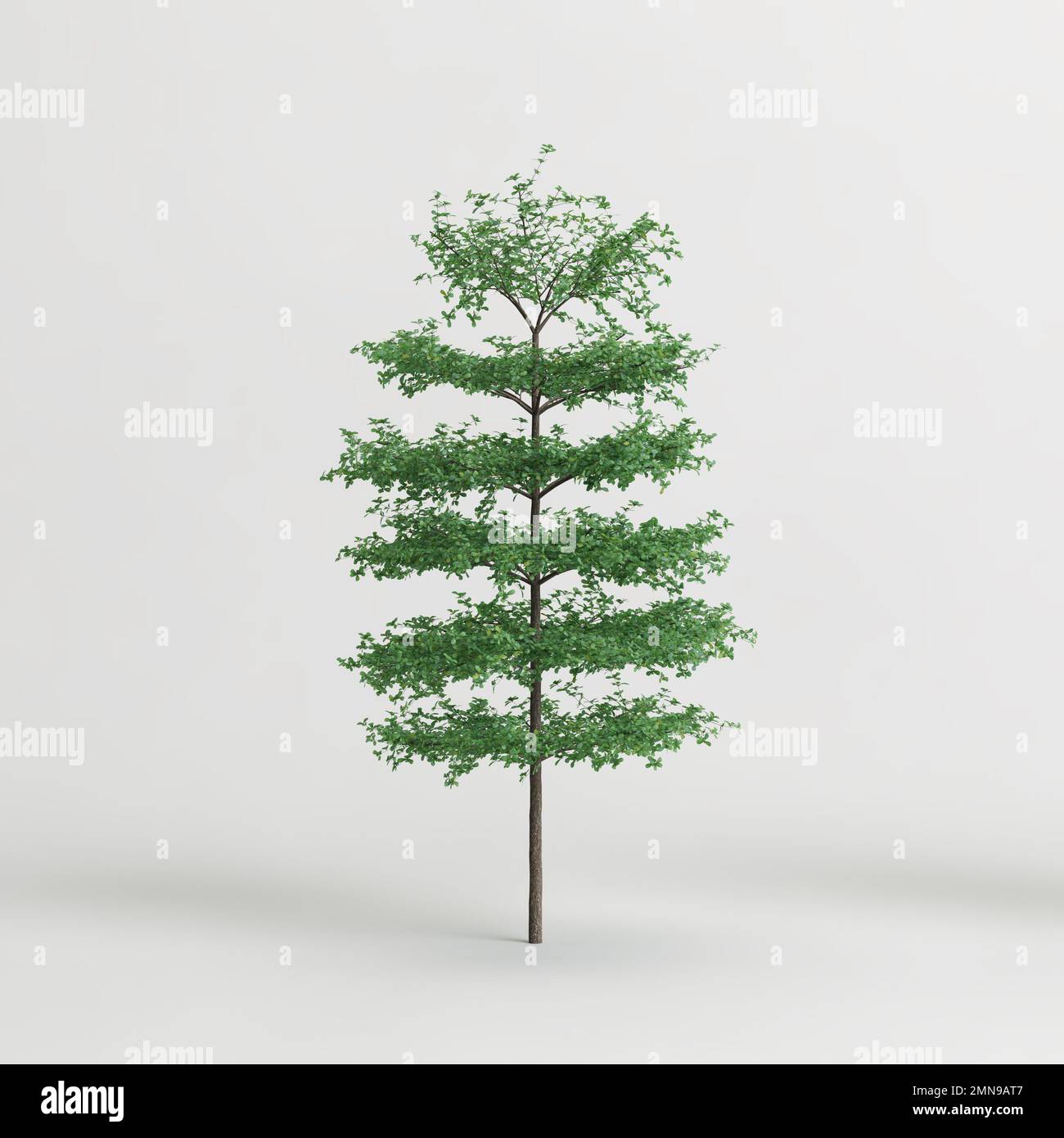 3d illustration of terminalia mantaly tree isolated on white background ...