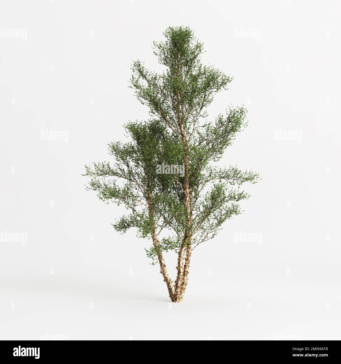 3d illustration of river birch tree isolated on white background Stock ...