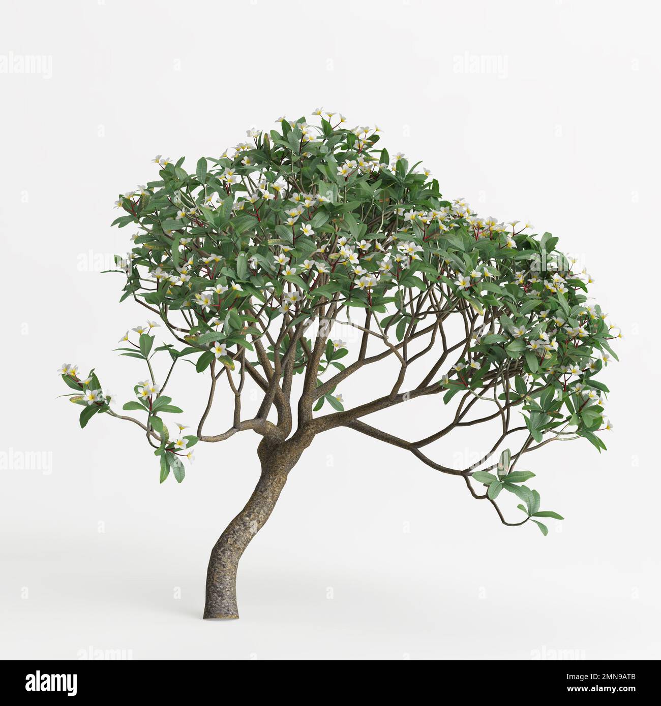 3d illustration of plumeria rubra tree with white flower isolated on ...