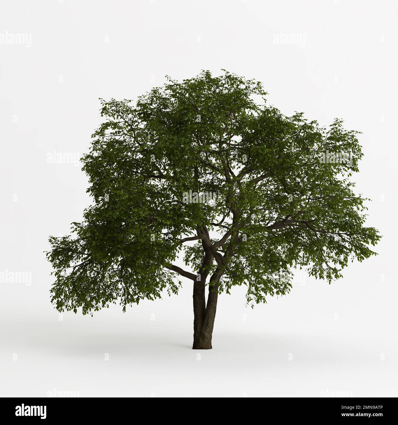 Elm tree illustration hi-res stock photography and images - Alamy