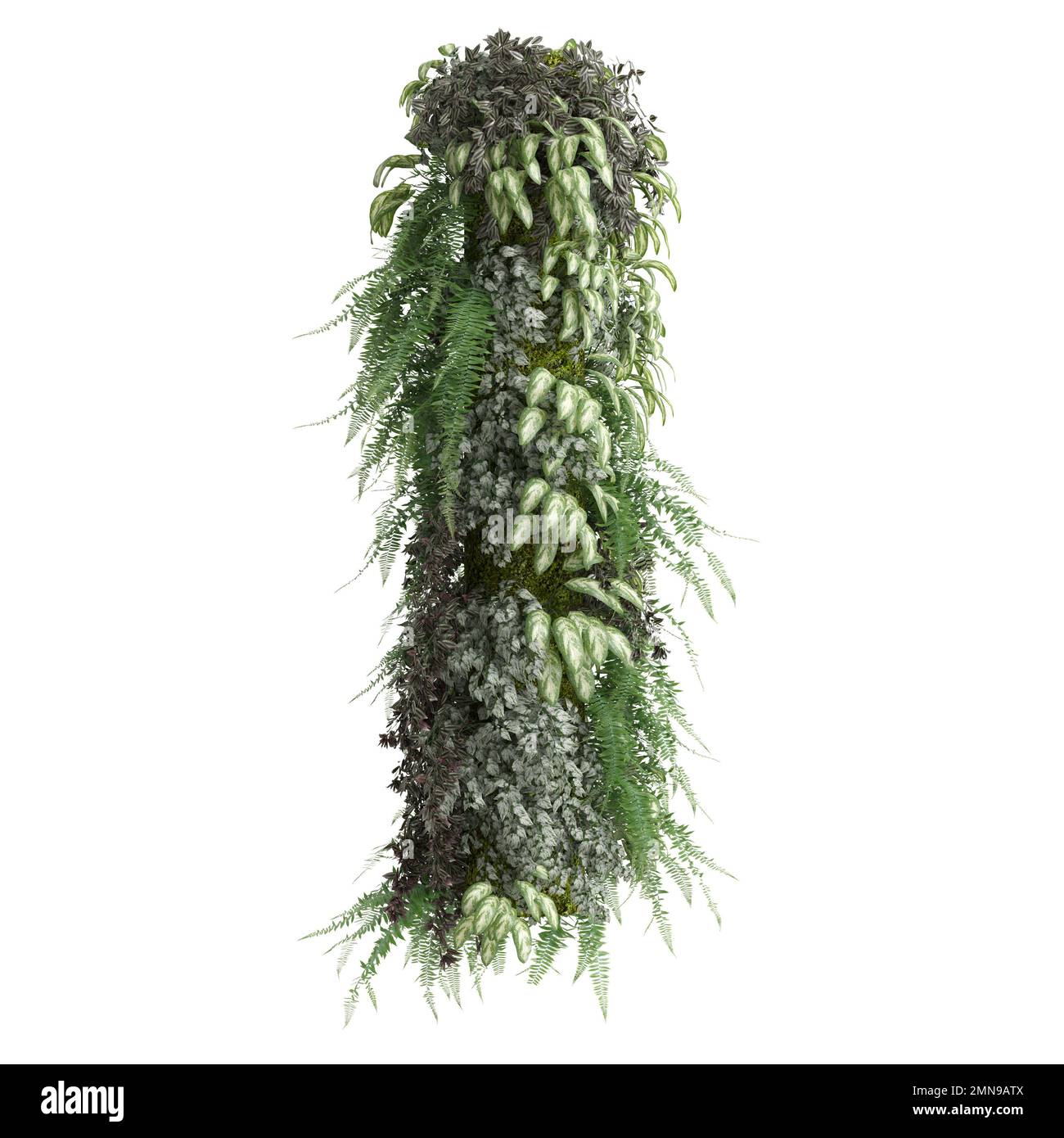 3d illustration of wall tree isolated on white background Stock Photo ...