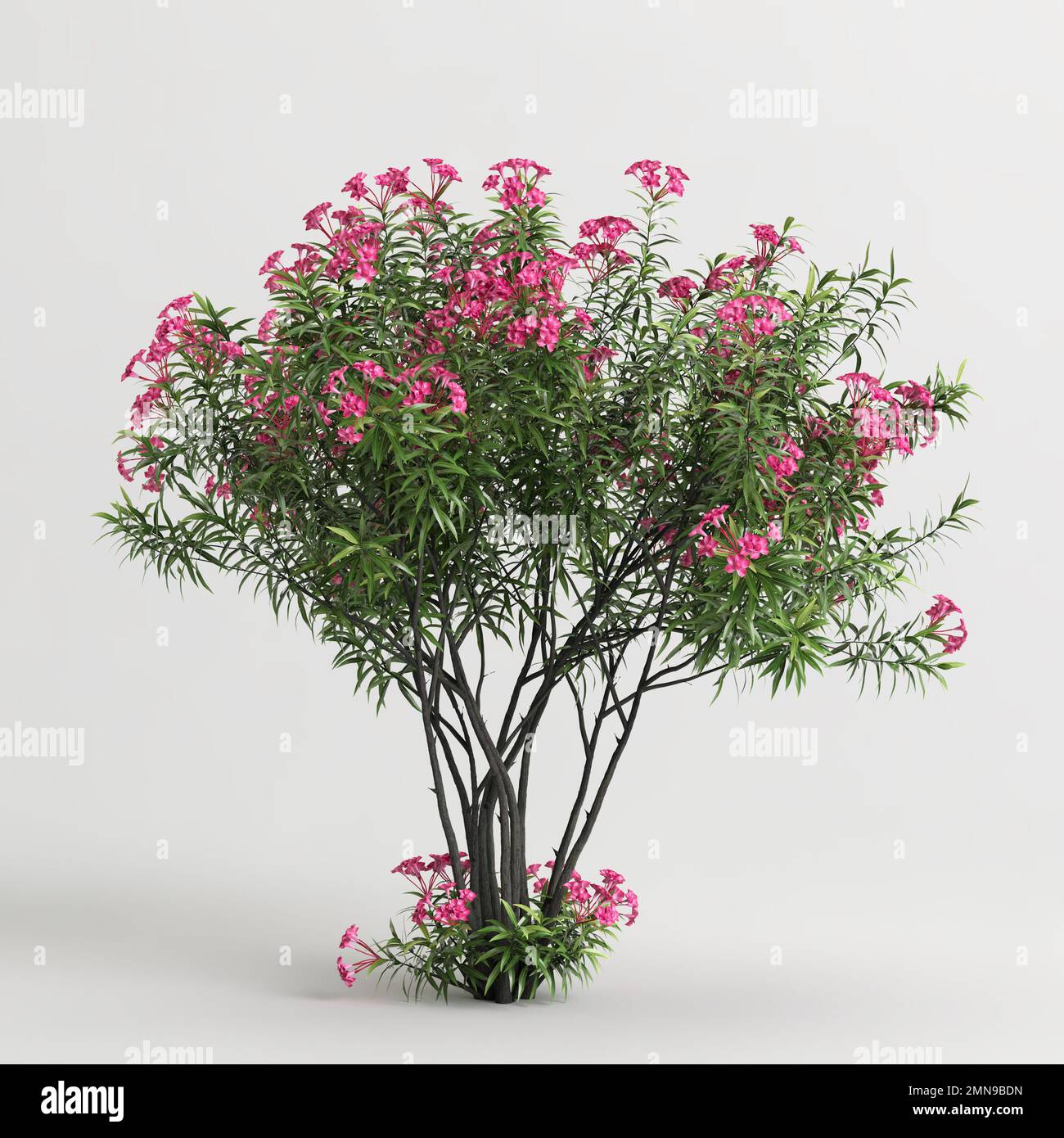 3d illustration of nerium oleander tree isolated on white background ...