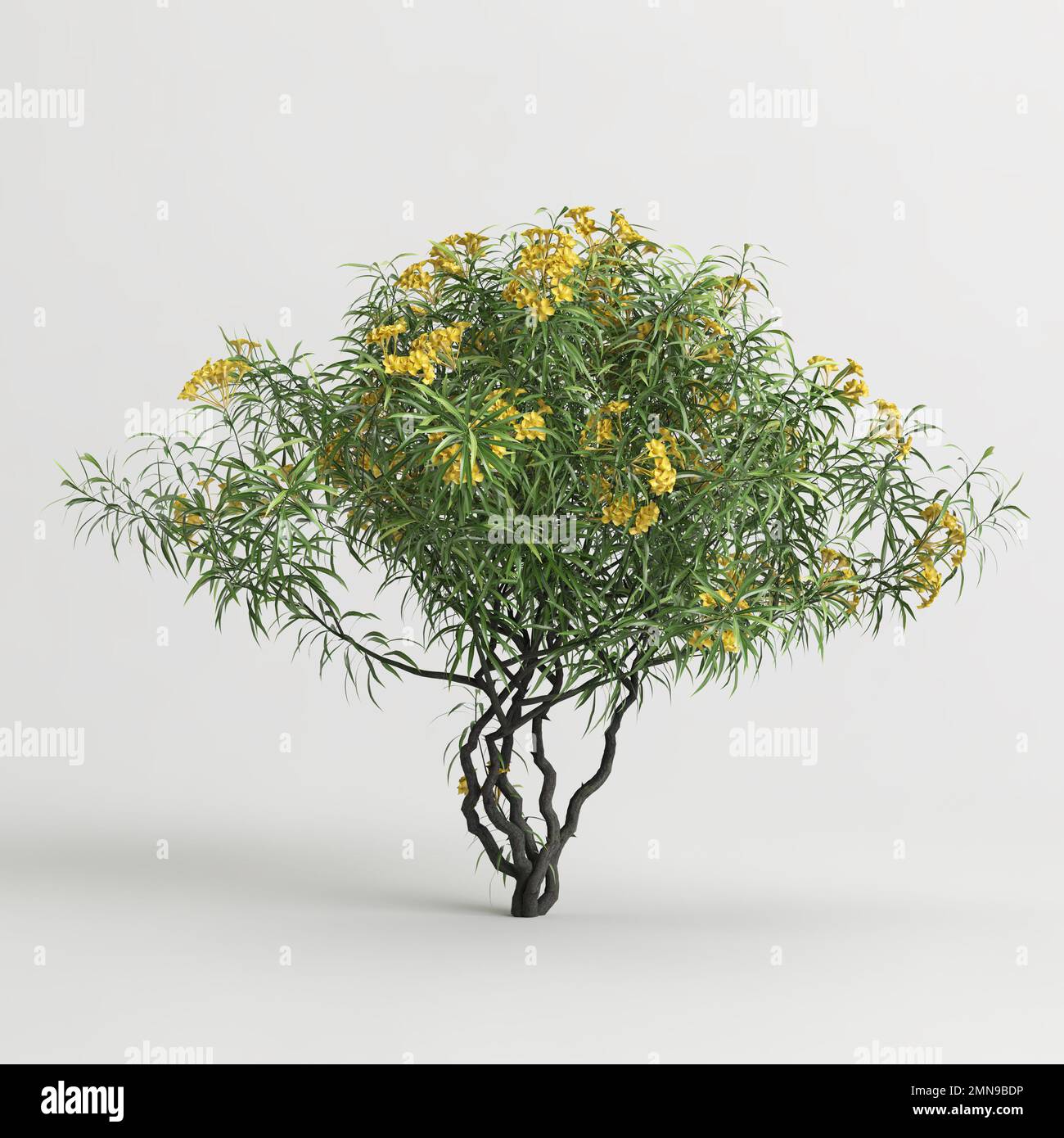 3d illustration of cascabela thevetia tree isolated on white background ...