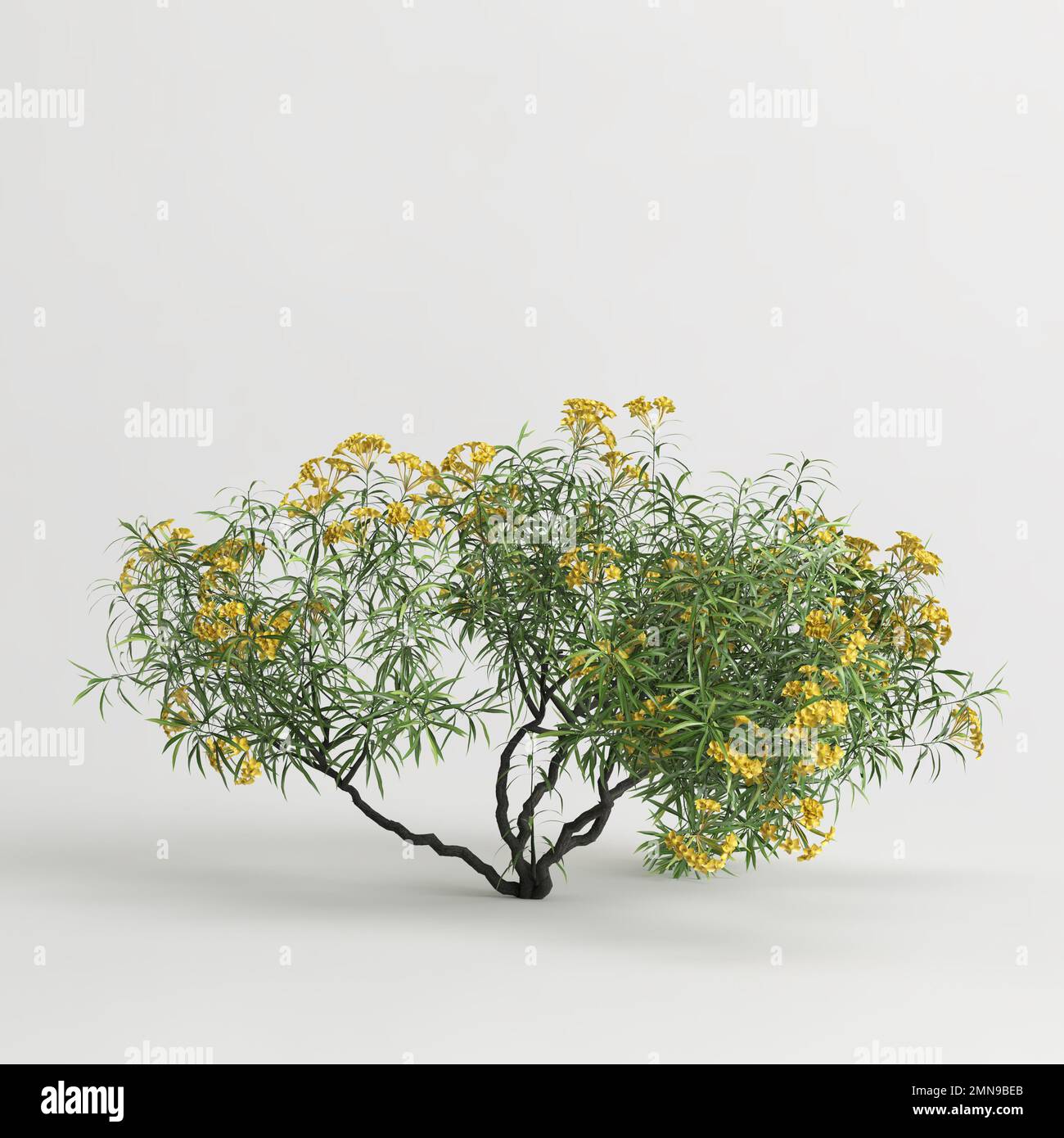 3d illustration of cascabela thevetia tree isolated on white background ...
