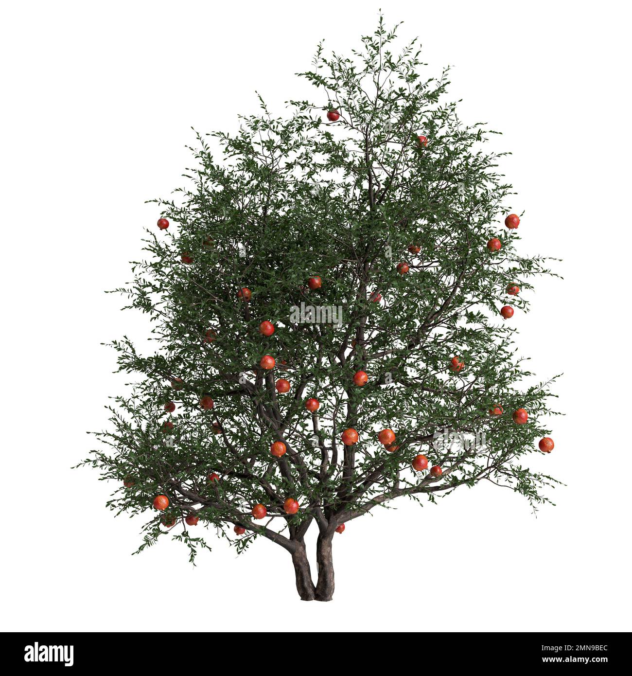 3d illustration of pomegranate tree isolated on white background Stock ...