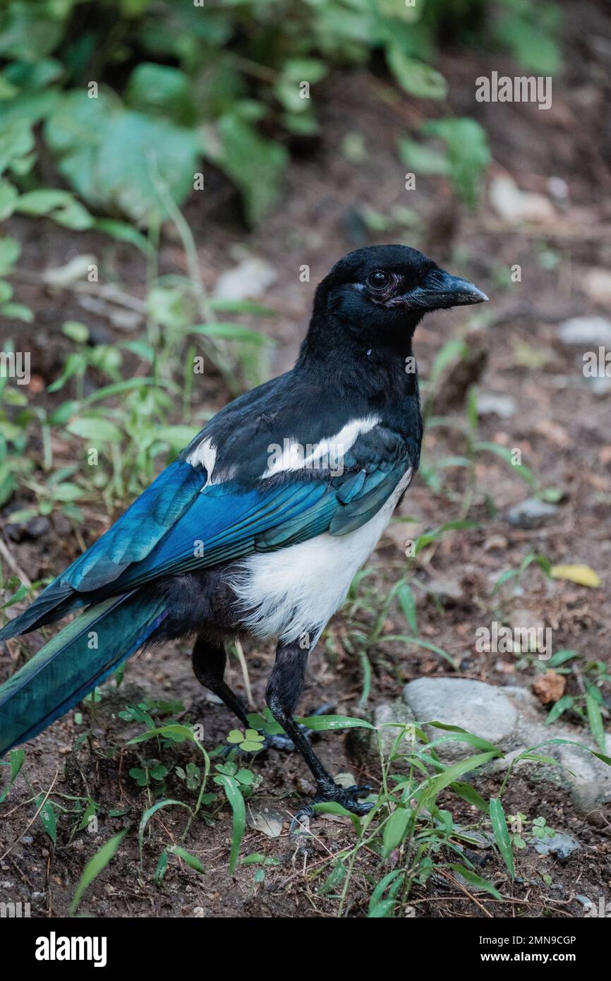 Species of crow hi-res stock photography and images - Alamy