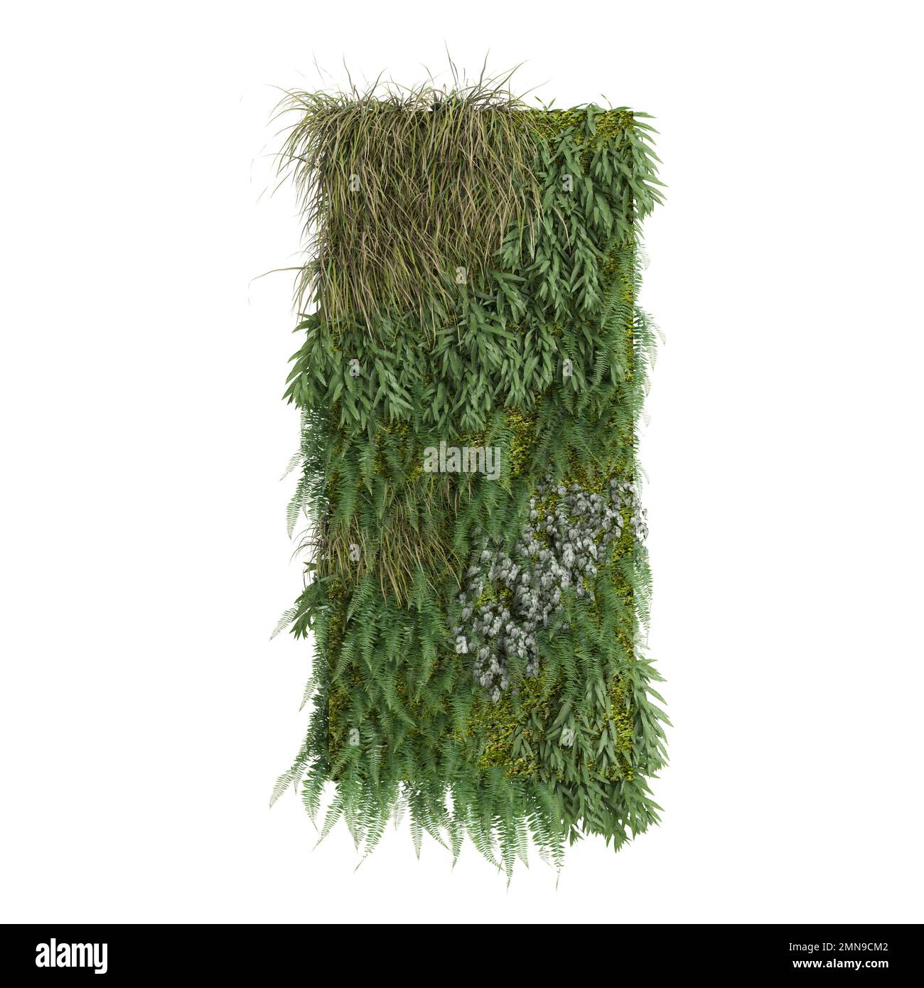 3d illustration of wall tree isolated on white background Stock Photo ...