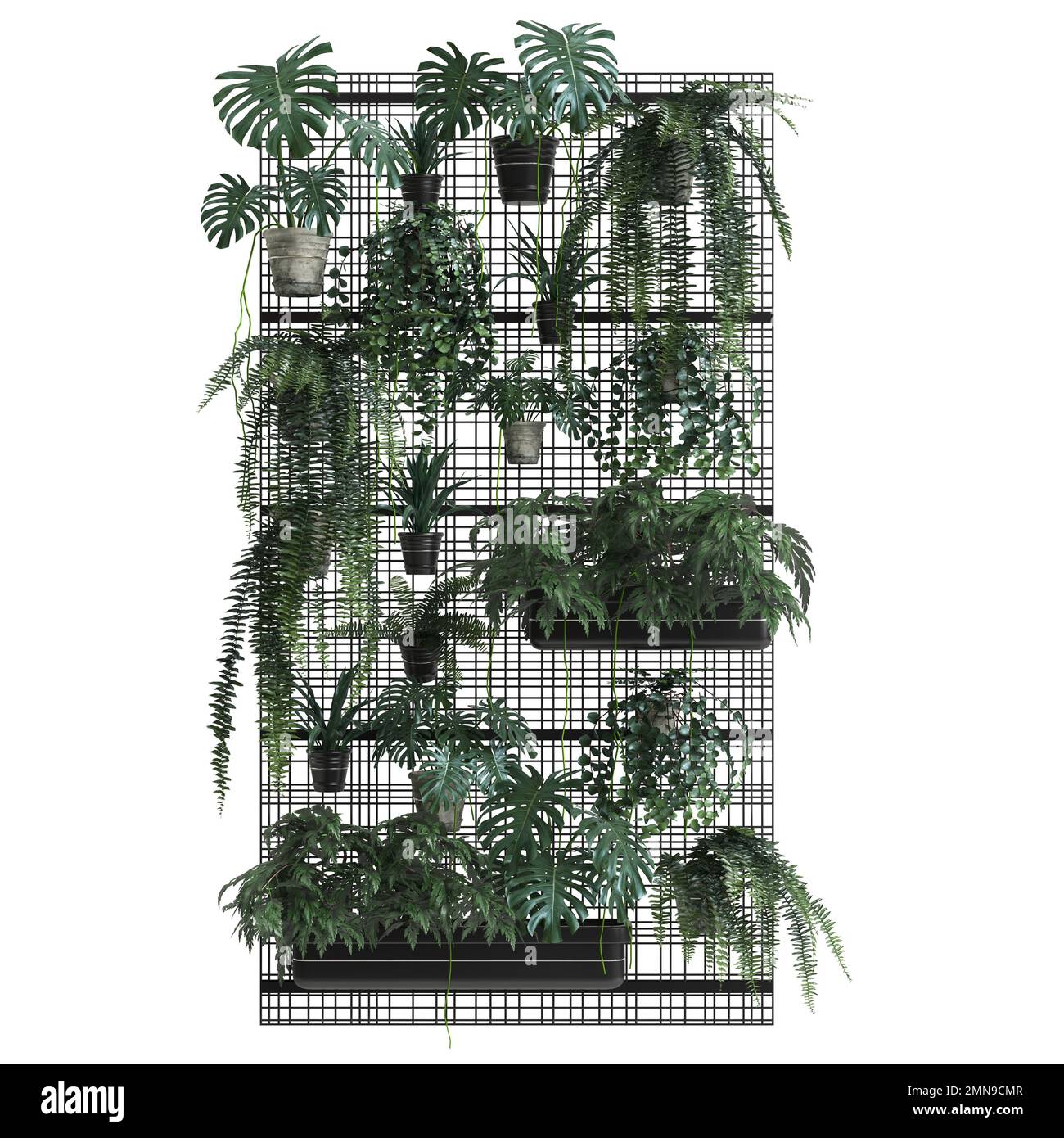 3d illustration of wall tree isolated on white background Stock Photo ...