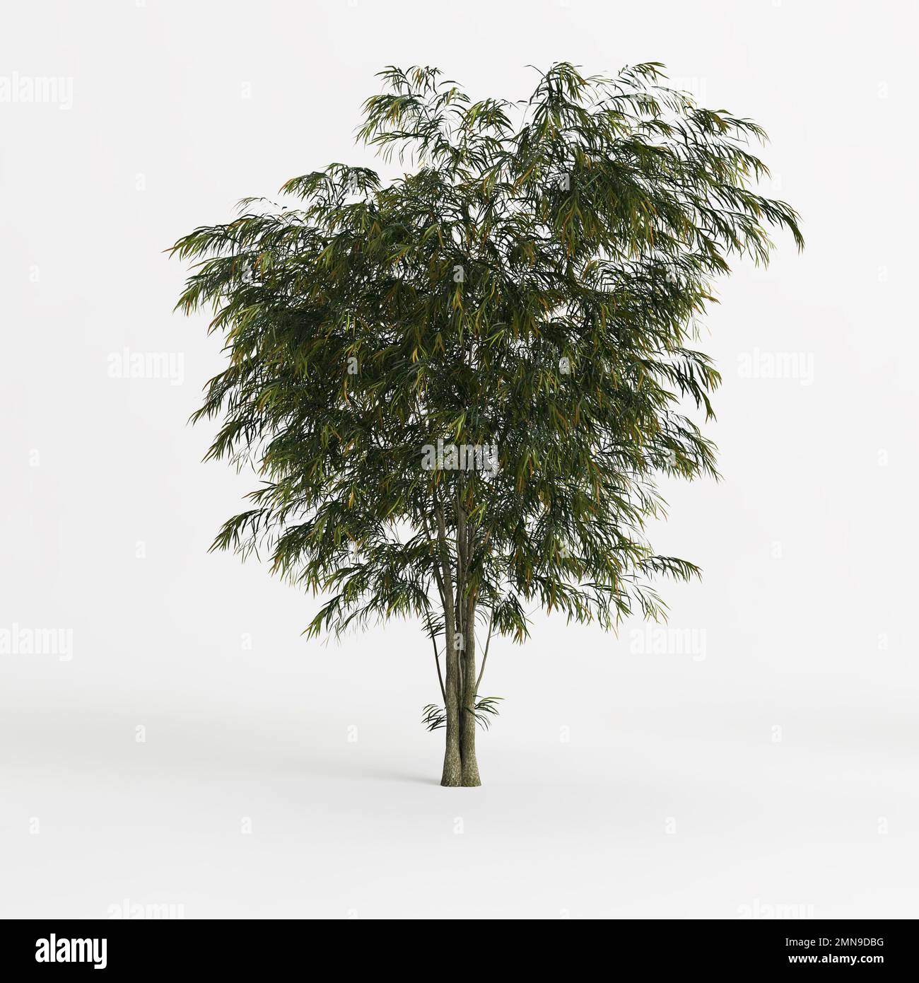 3d illustration of agonis flexuosa tree isolated on white background ...