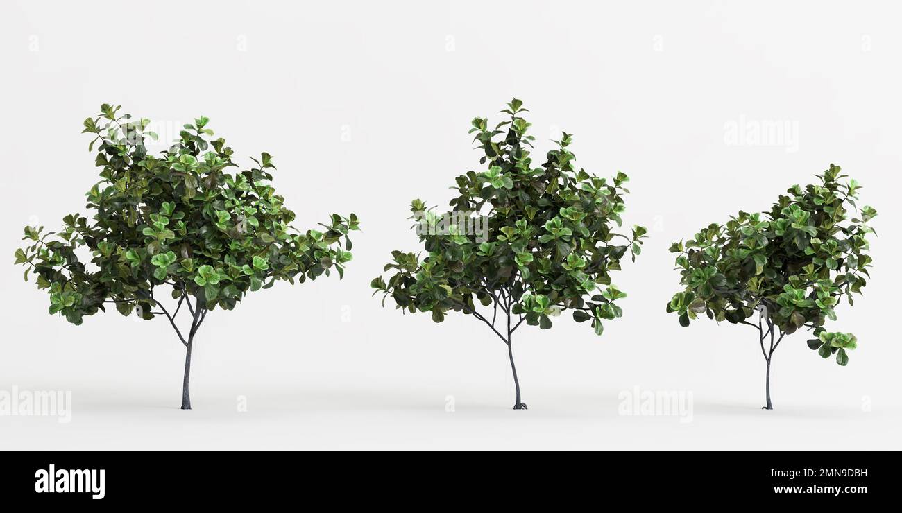 3d illustration of set ficus lyrata tree isolated on white background ...