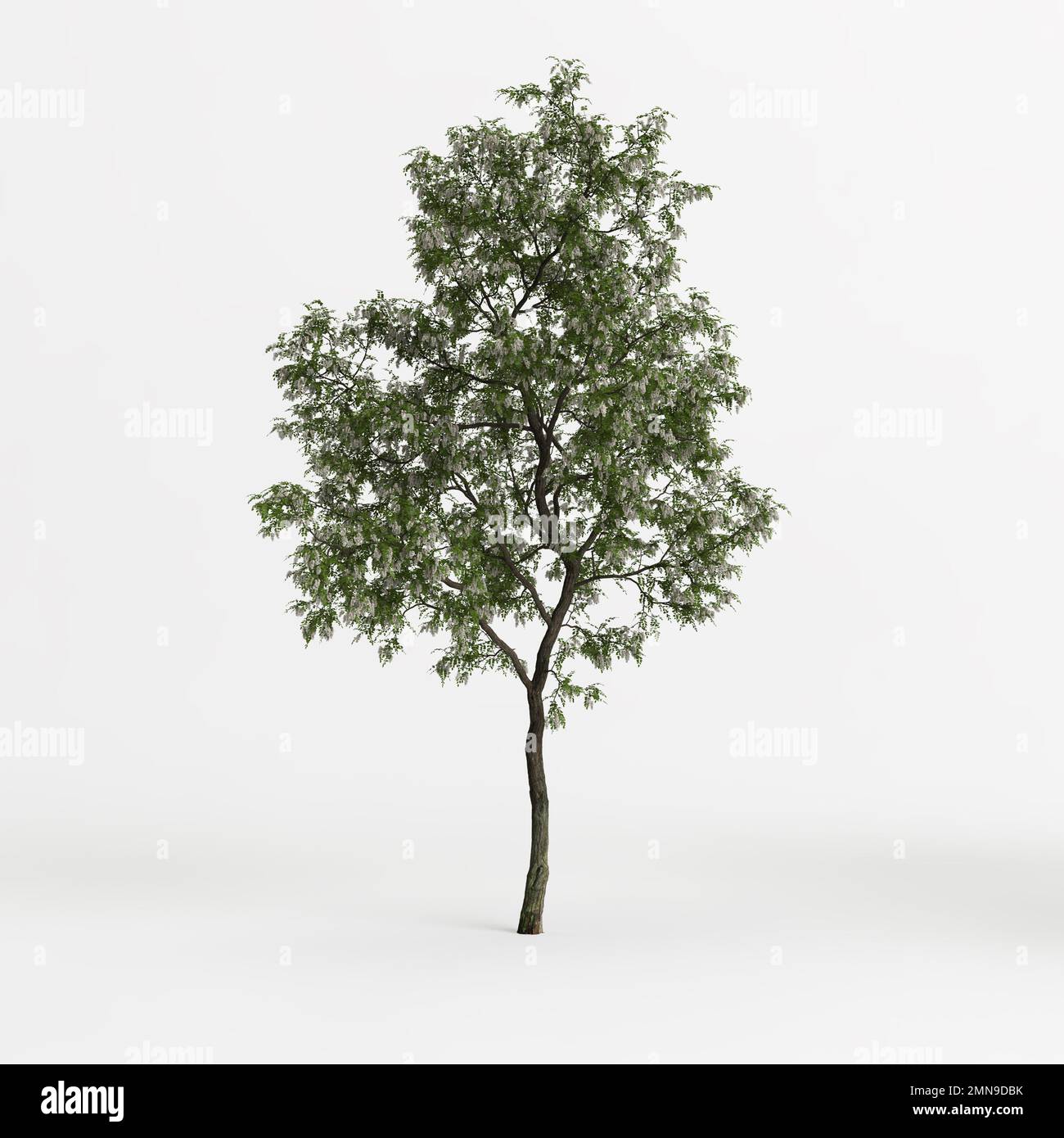 3d illustration of robinia pseudoacacia treeisolated on white background Stock Photo - Alamy