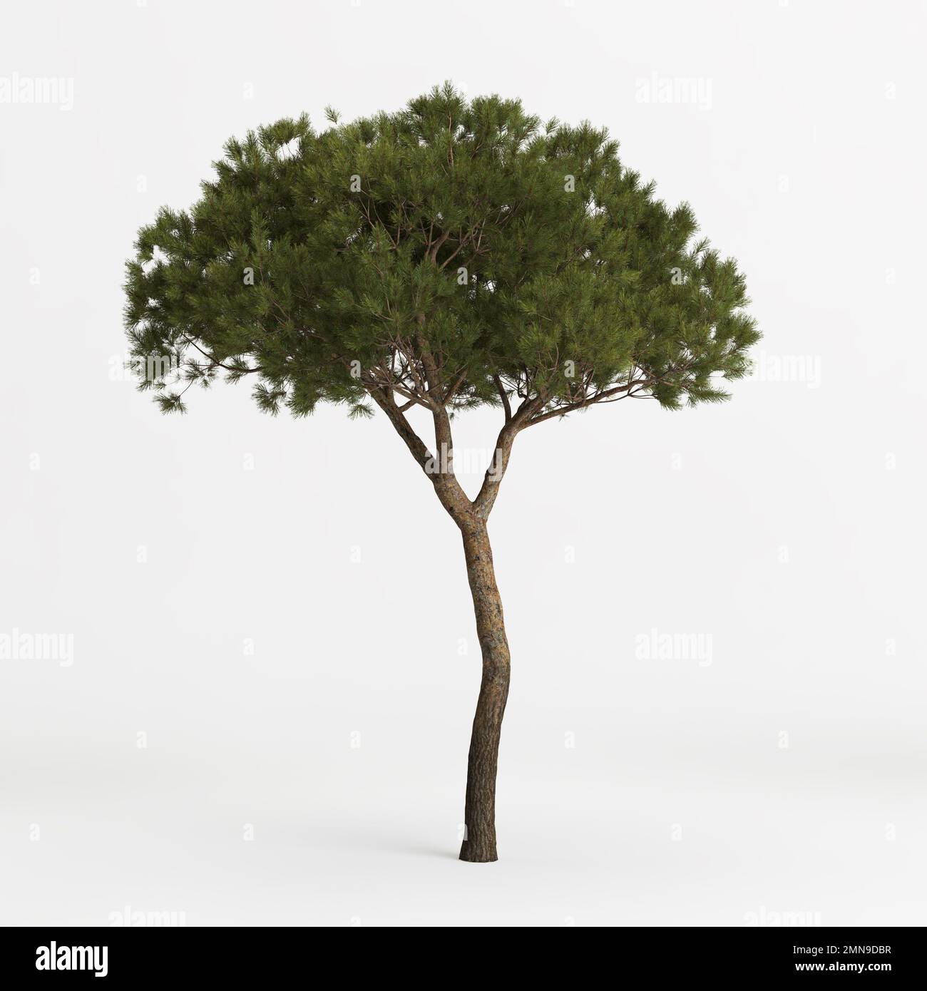3d illustration of medium pinus pinea tree isolated on white background ...