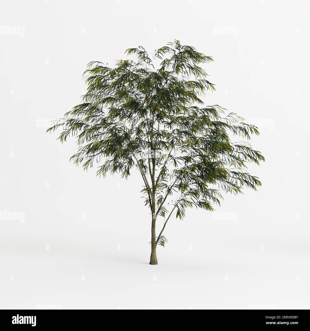 3d illustration of agonis flexuosa tree isolated on white background ...