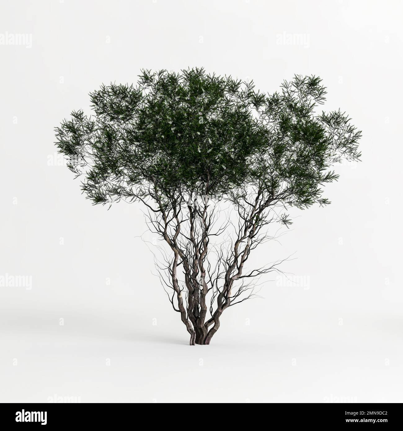 3d illustration of melaleuca lanceolata tree isolated on white ...