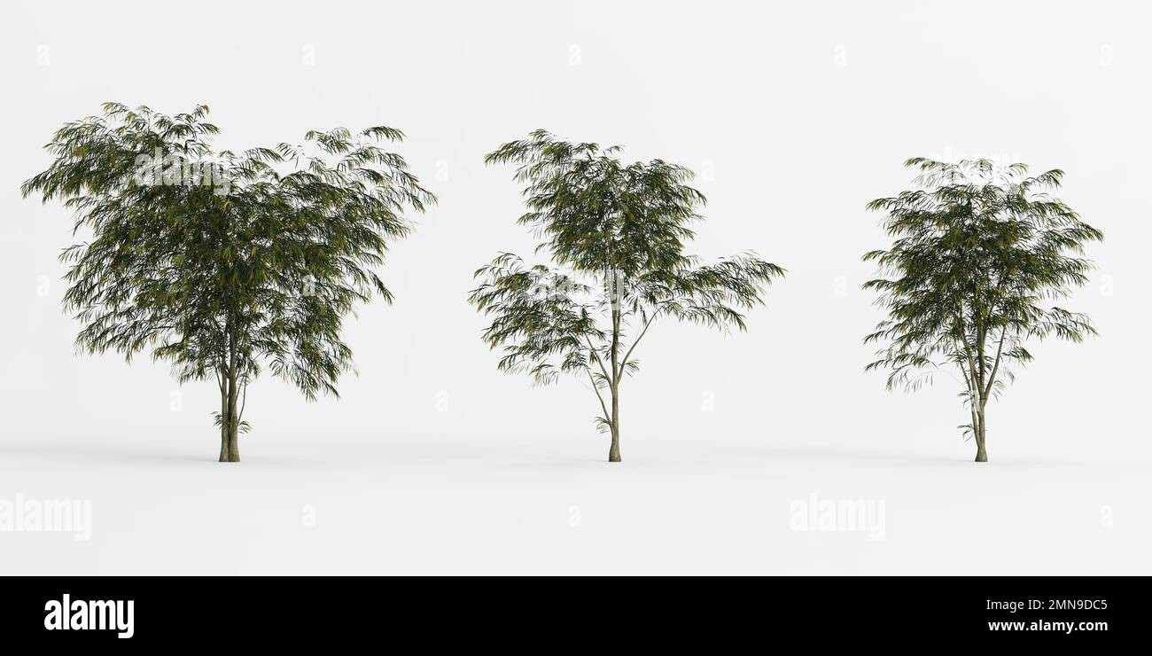 3d illustration of set agonis flexuosa tree isolated on white ...