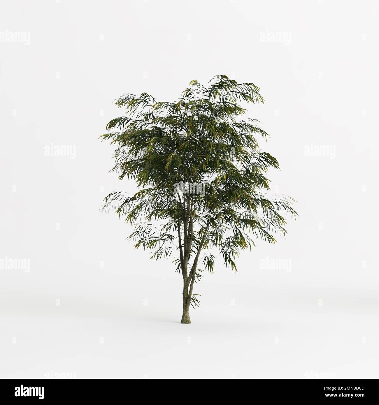 3d illustration of agonis flexuosa tree isolated on white background ...