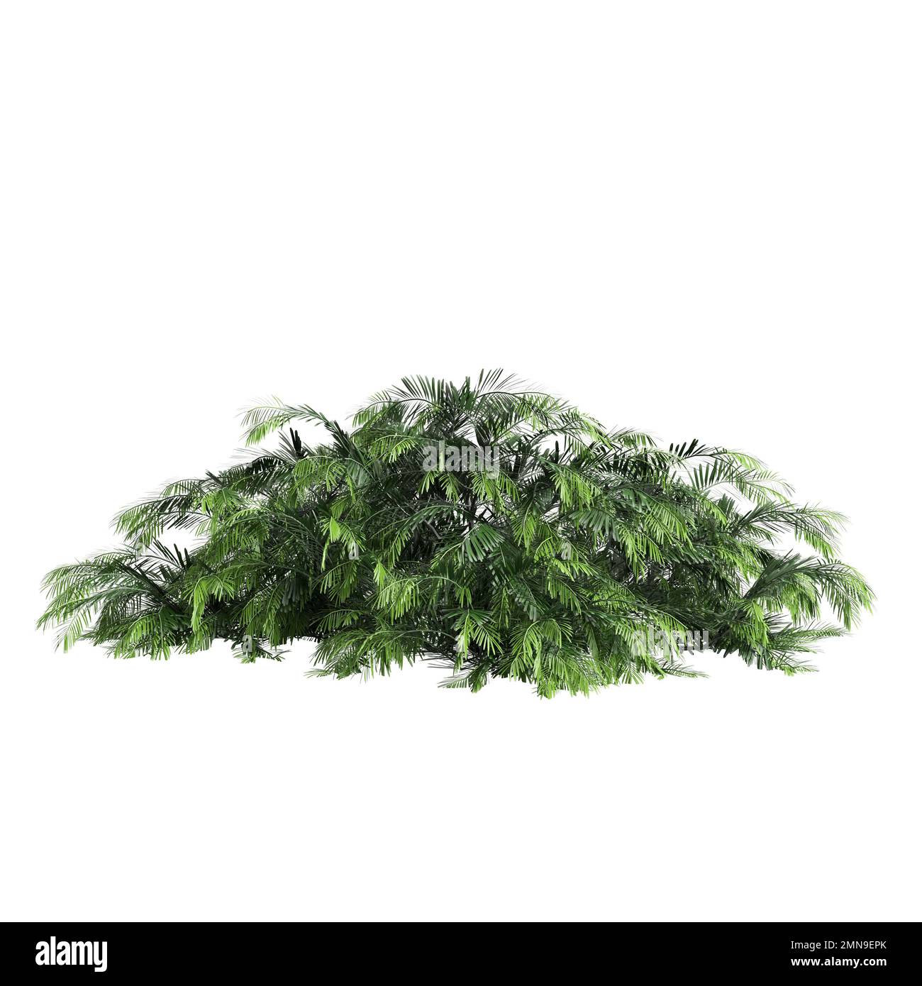 3d illustration of creeping plum yew isolated on white background Stock ...