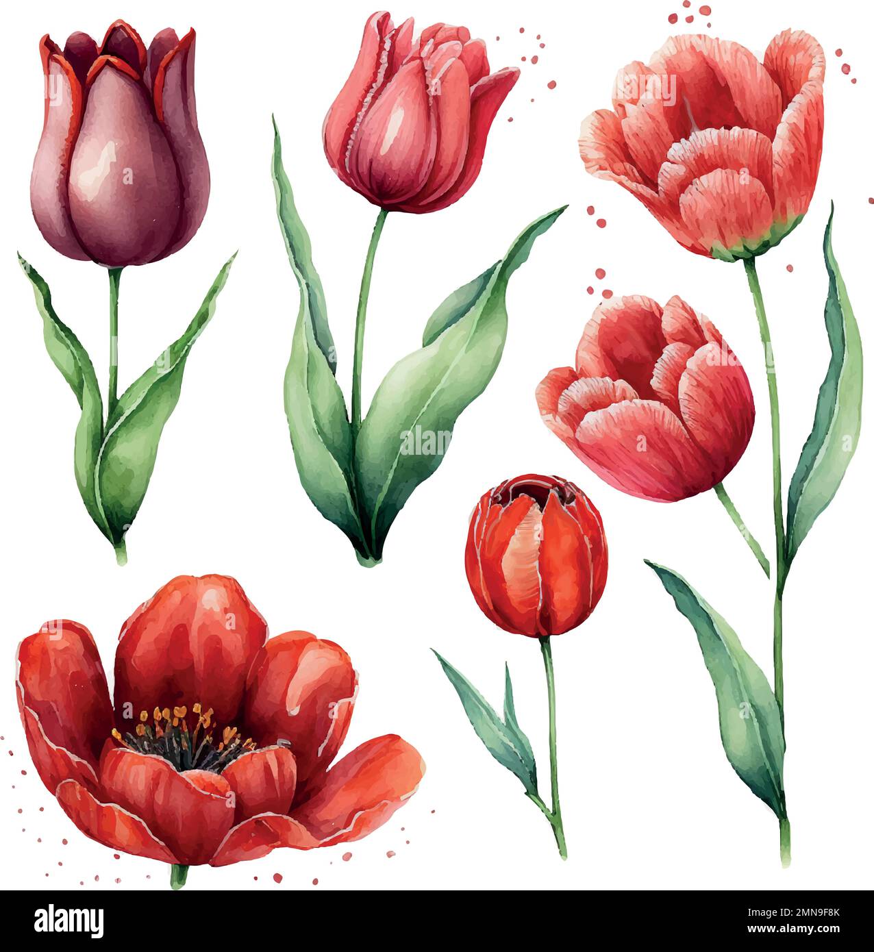 Illustration of watercolor hand drawn set of colorful red tulips ...