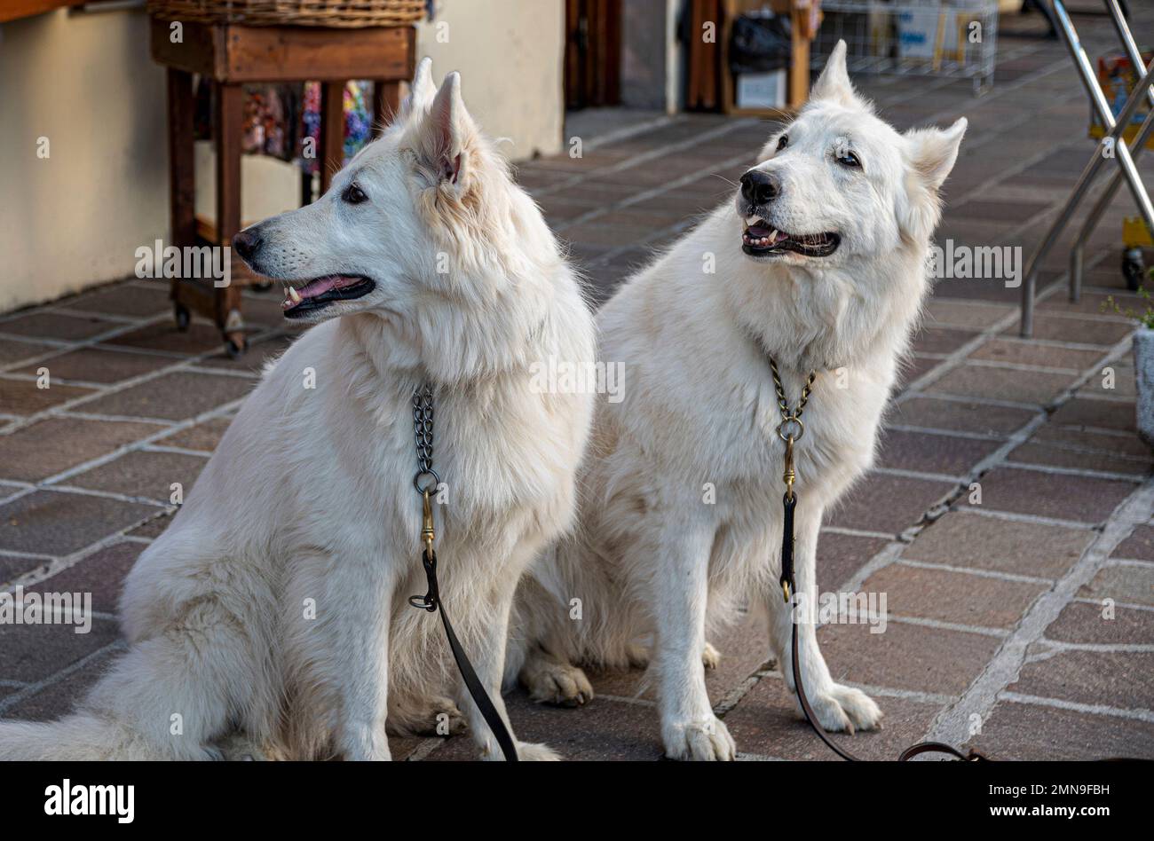 Wolf of wolf street still hi-res stock photography and images - Alamy