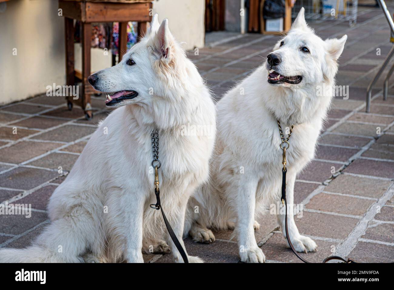 Pair of Swiss Shepherd Dogs posing in a street Stock Photo - Alamy