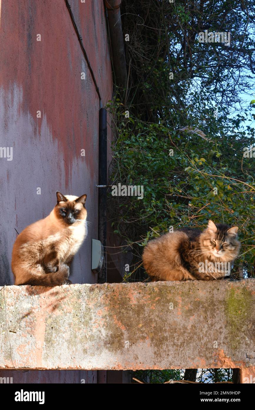 Two cats on a wall in the narrow street of an Italian village Stock ...