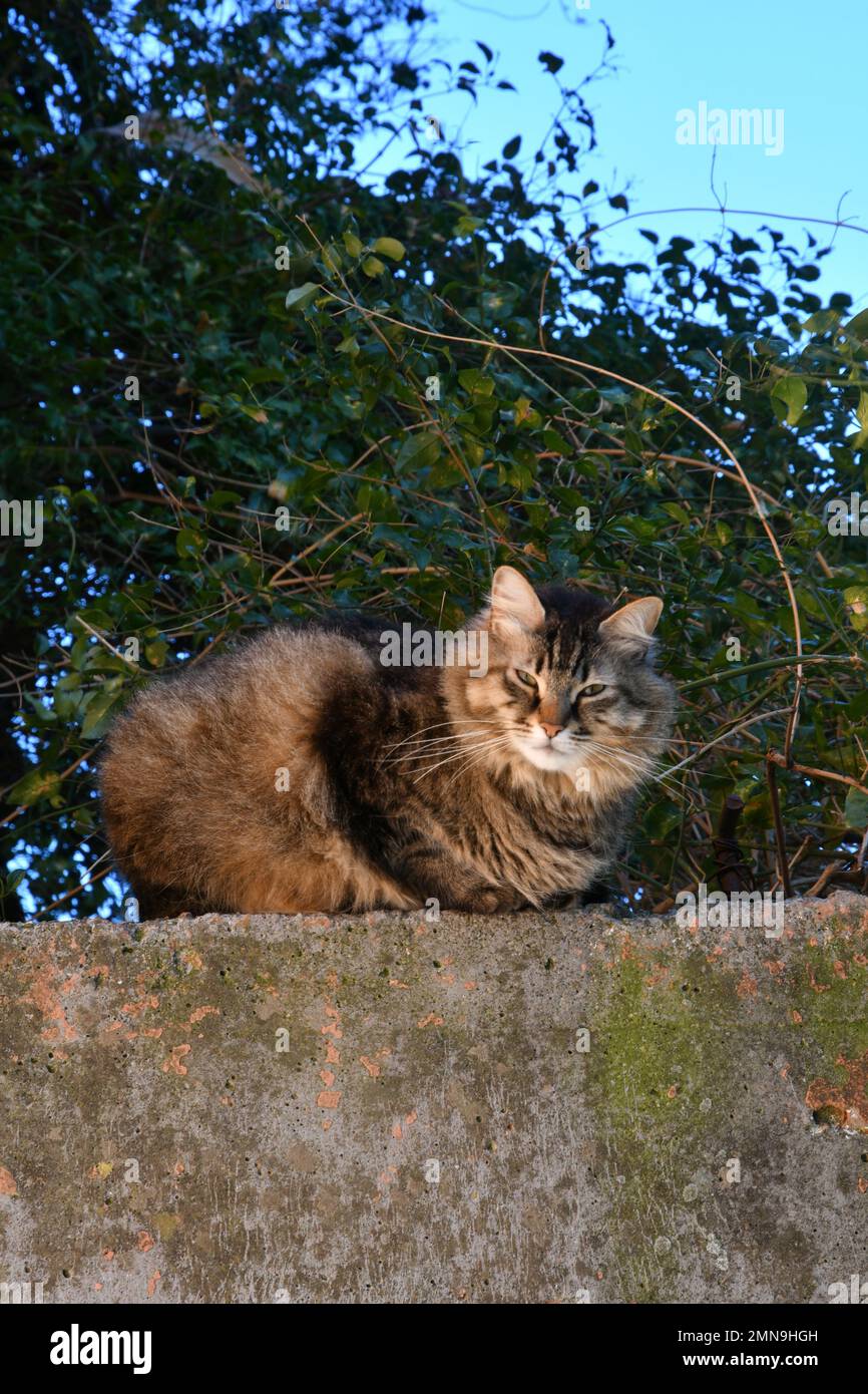 The gaze of a cat in the narrow street of an Italian village Stock ...