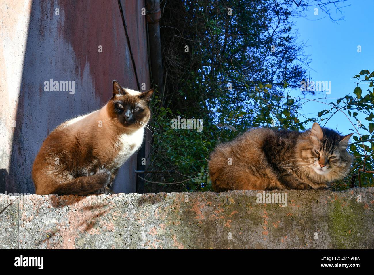 Two cats on a wall in the narrow street of an Italian village Stock ...