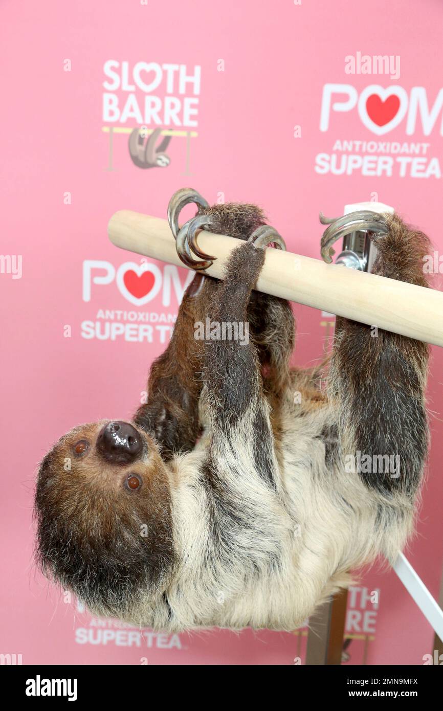 IMAGE DISTRIBUTED FOR POM WONDERFUL - POM Wonderful Antioxidant Super ...