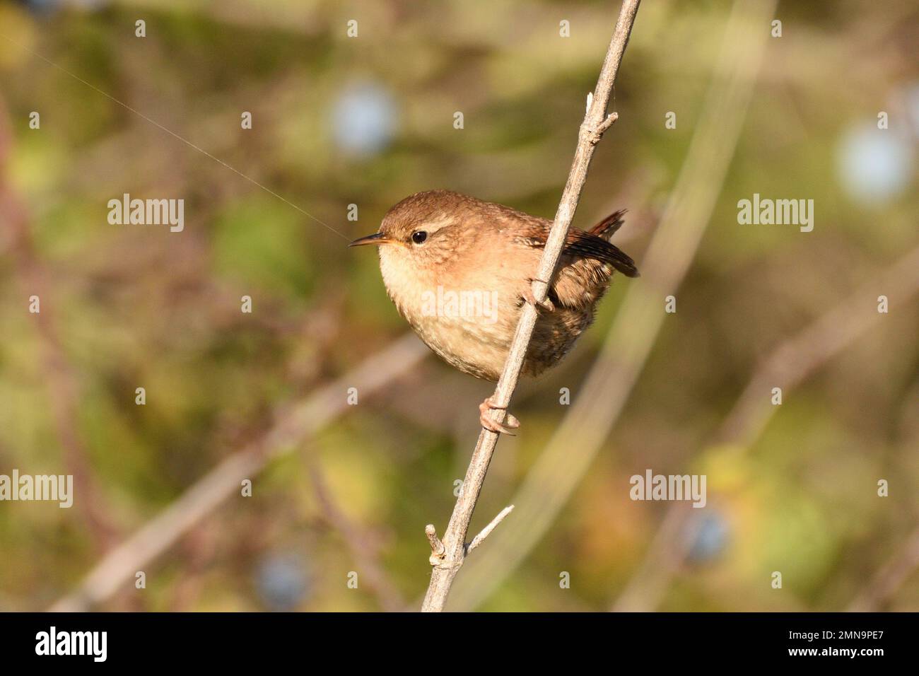 Eurasian Wren on the dead stem of a shrub in autumn sunshine. Hampstead ...