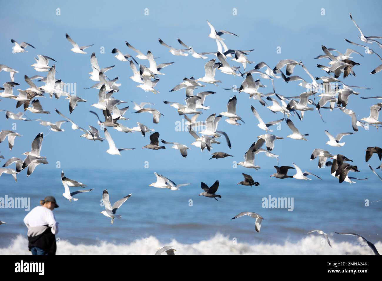 Large flock of western gulls taking flight Stock Photo - Alamy