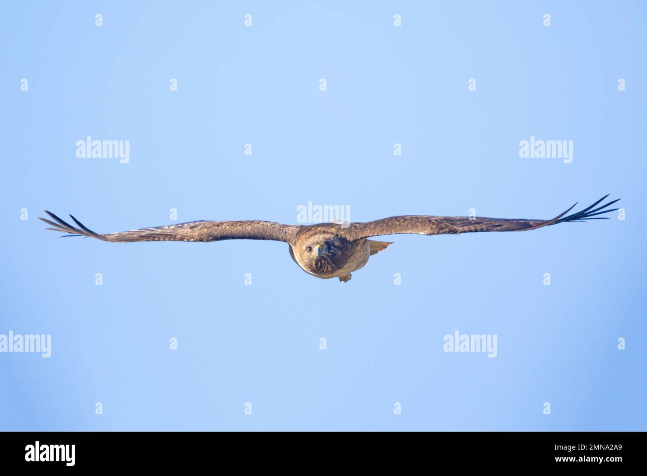 Red tailed Hawk Flying Straight at Camera Stock Photo - Alamy