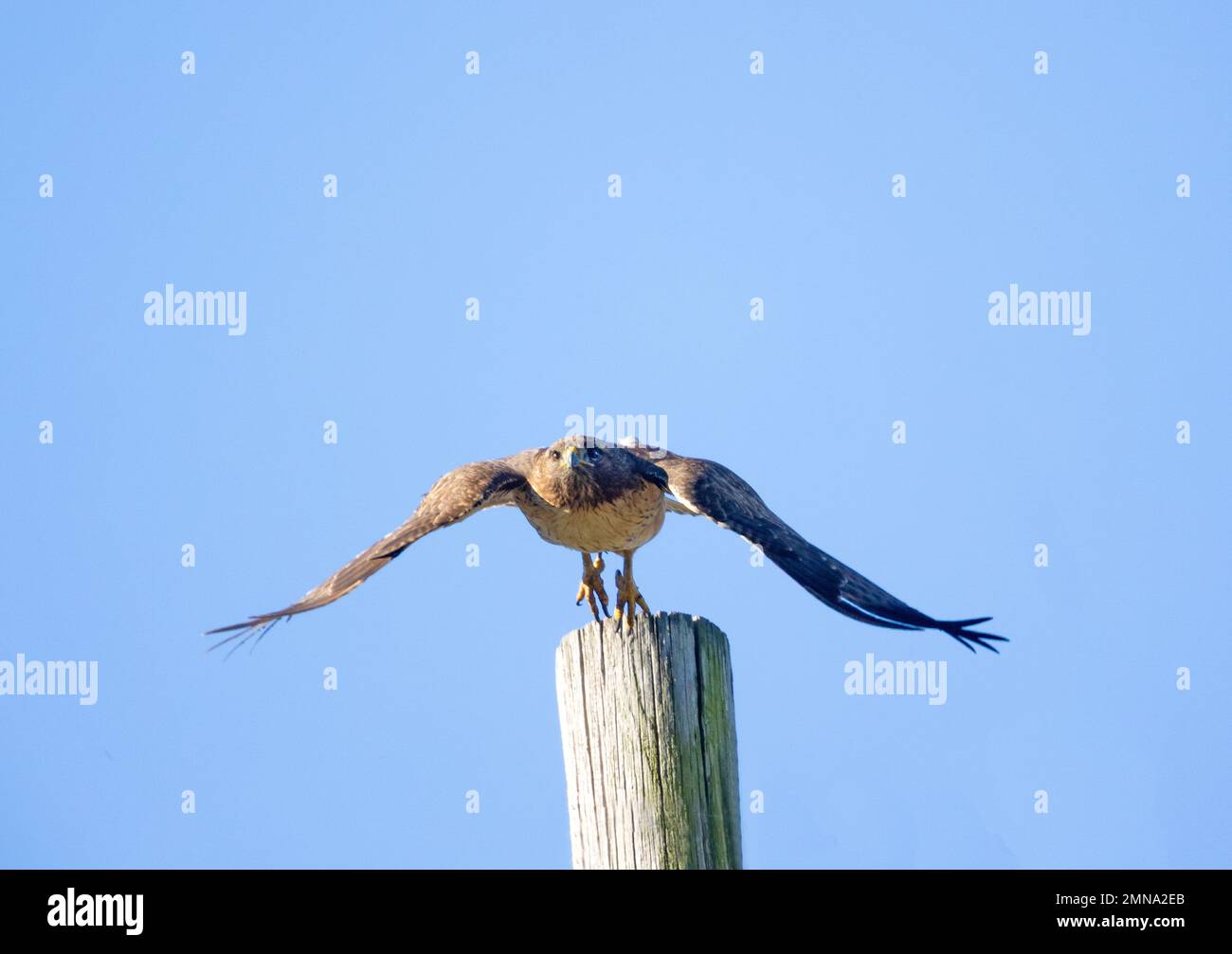 Red tailed Hawk taking off in direction of camera Stock Photo - Alamy
