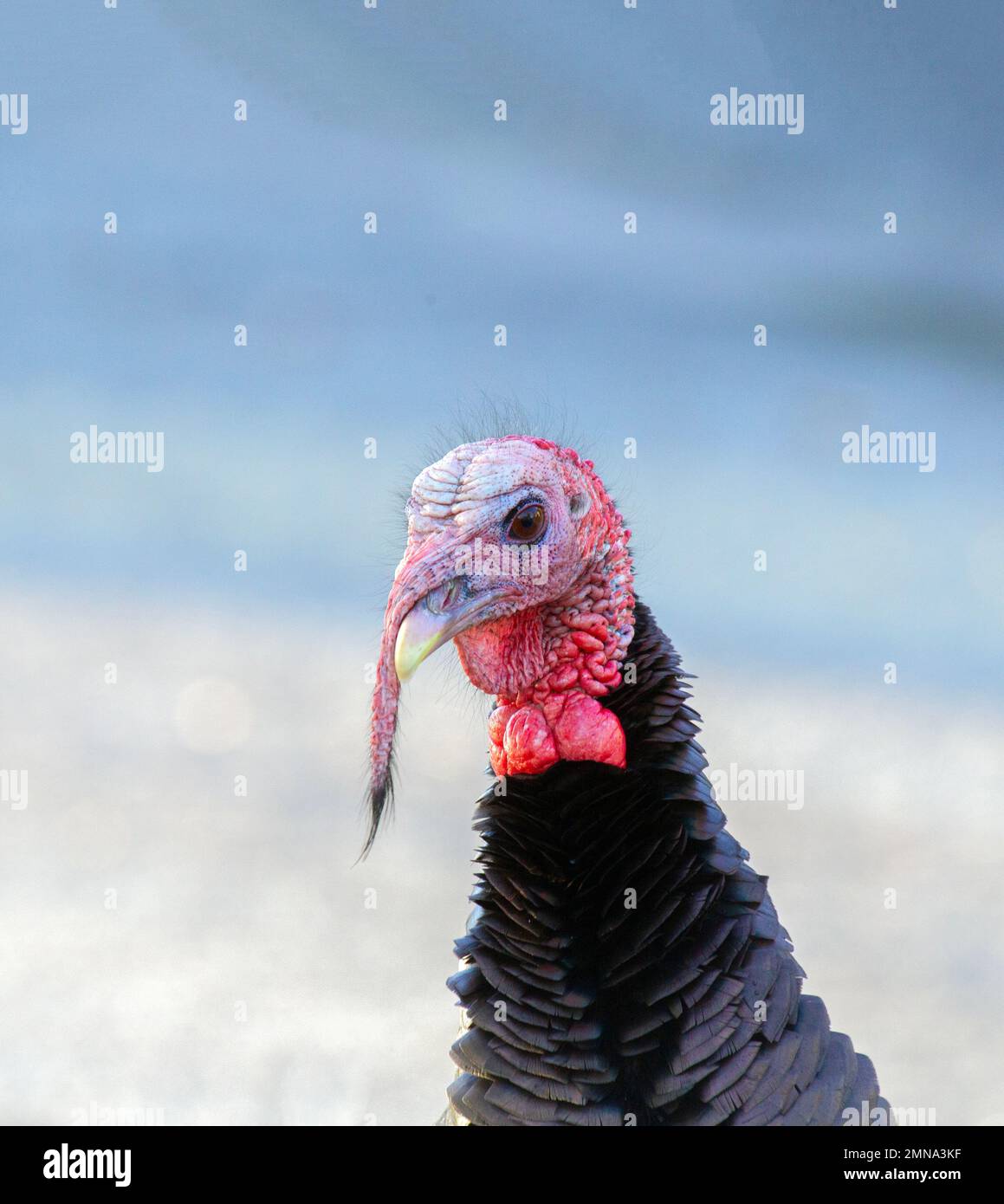 Wild Turkey Portrait Stock Photo - Alamy