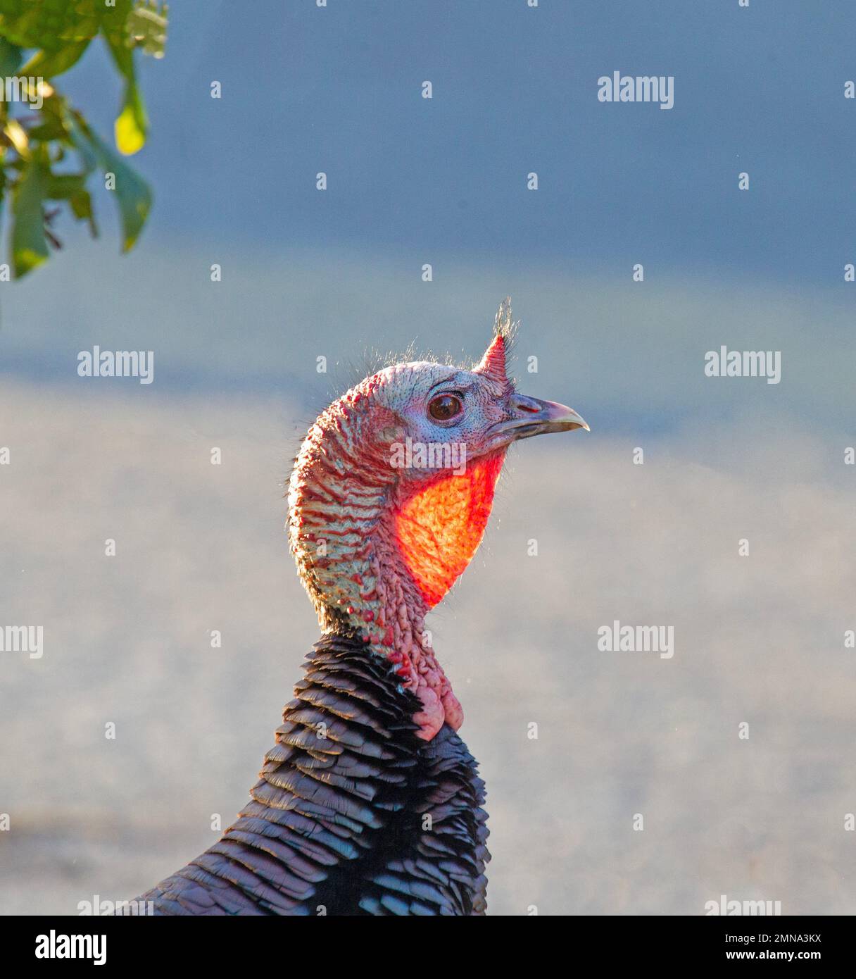 Wild Turkey Portrait Stock Photo - Alamy