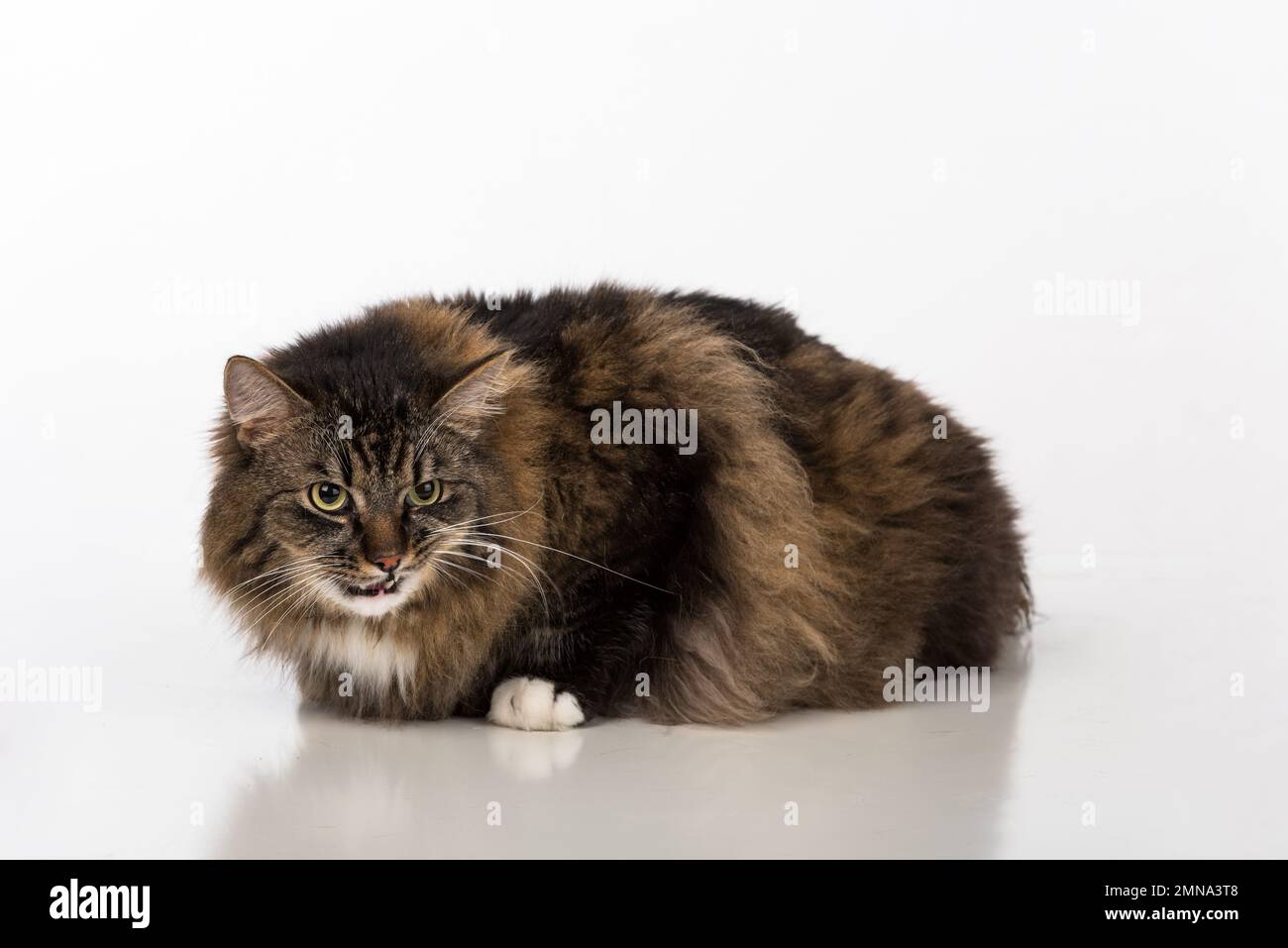 Dar Cat Portrait. Isolated on White Background Stock Photo - Alamy