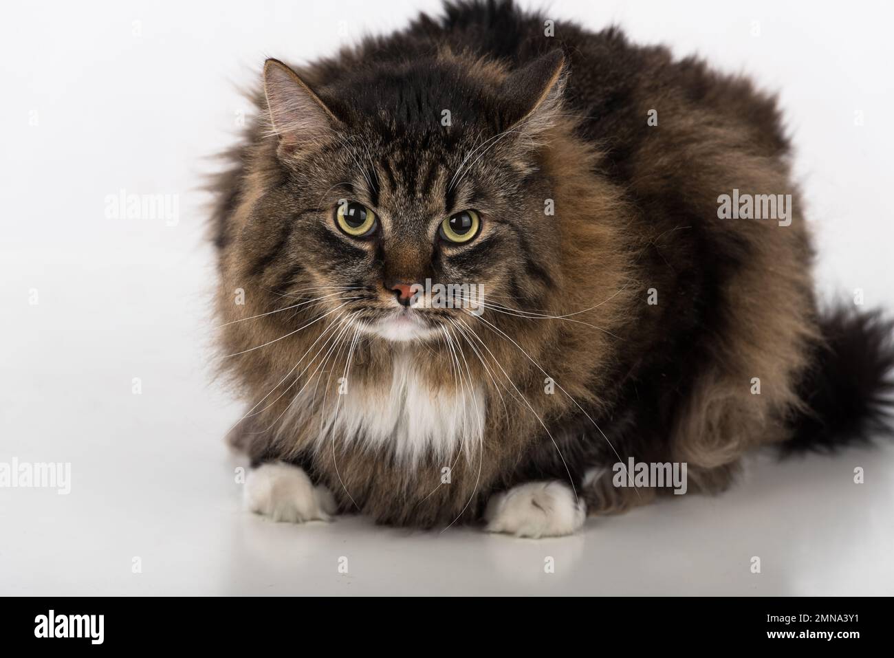 Dar Cat Portrait. Isolated on White Background Stock Photo - Alamy