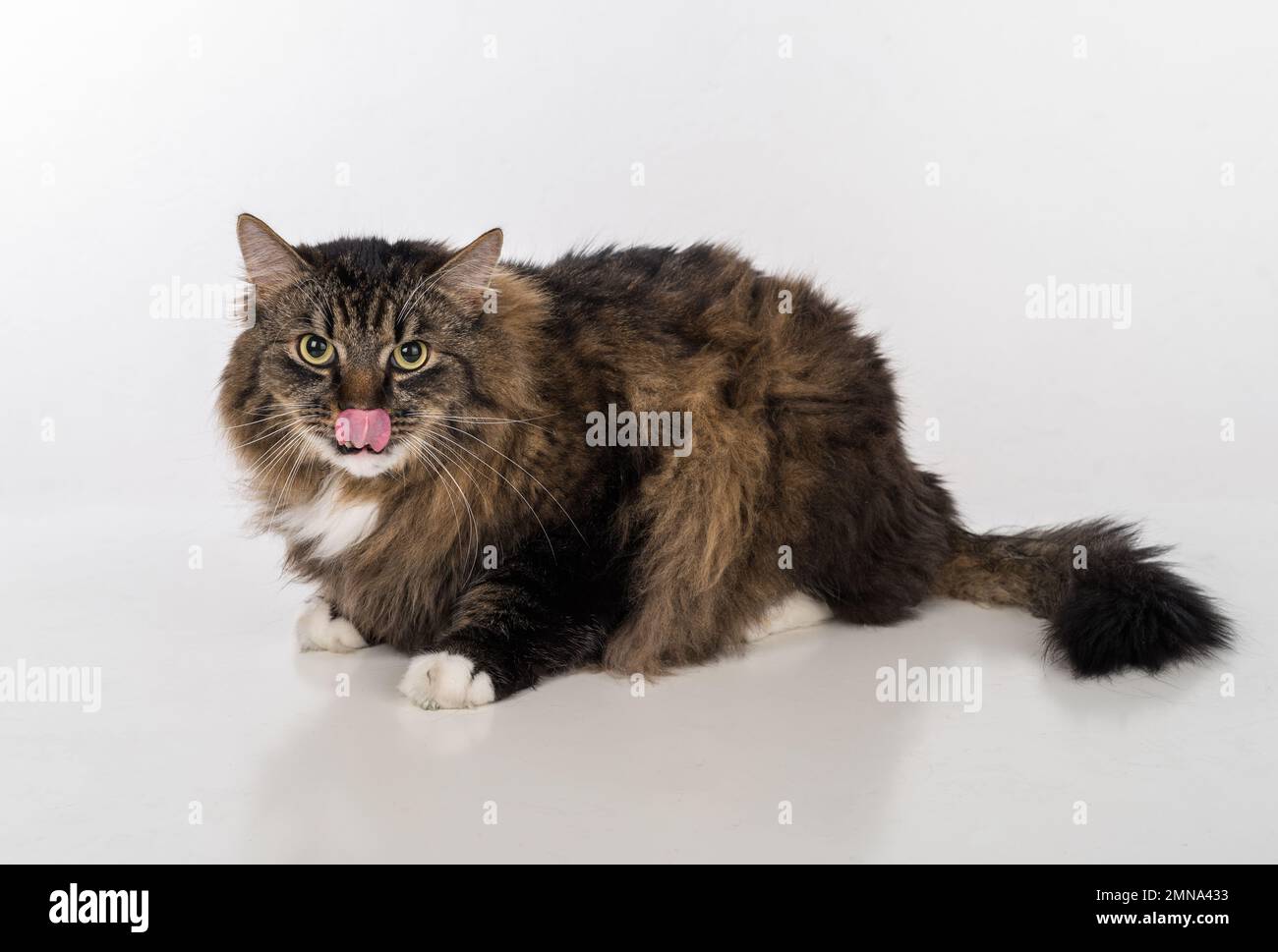 Fluffy cat isolated sitting hi-res stock photography and images - Alamy