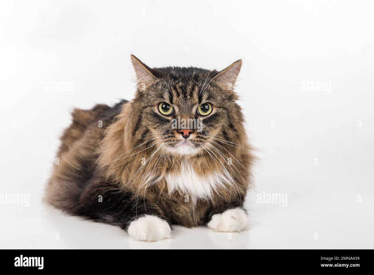 Dar Cat Portrait. Isolated on White Background Stock Photo - Alamy
