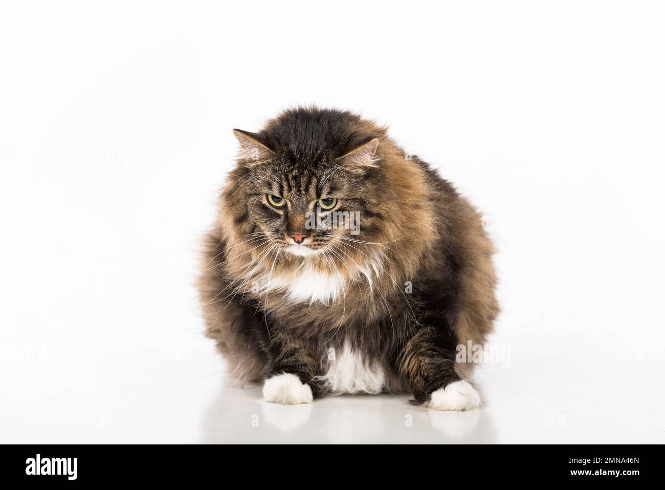 Dar Cat Portrait. Isolated on White Background Stock Photo - Alamy