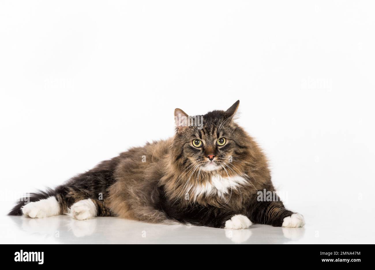 Fluffy cat isolated sitting hi-res stock photography and images - Alamy