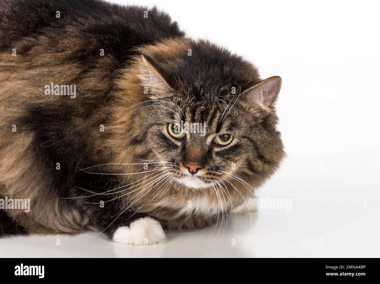 Dar Cat Portrait. Isolated on White Background Stock Photo - Alamy