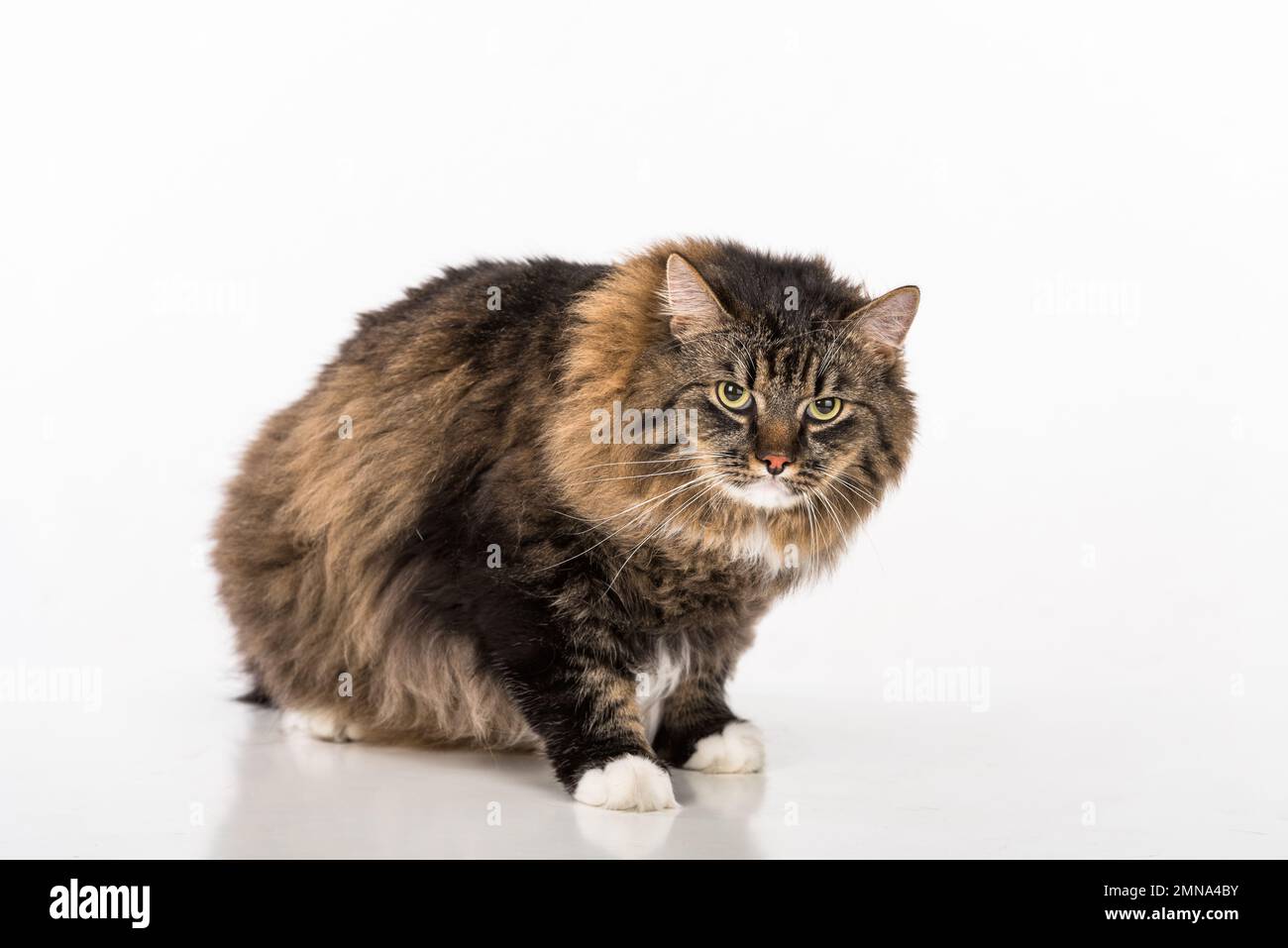 Dar Cat Portrait. Isolated on White Background Stock Photo - Alamy