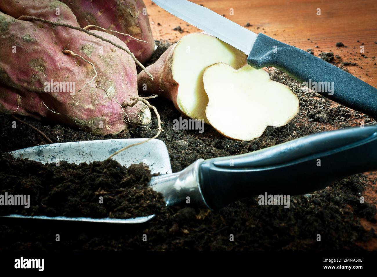 Cultivation of sweet red potatoes, on the land Stock Photo - Alamy